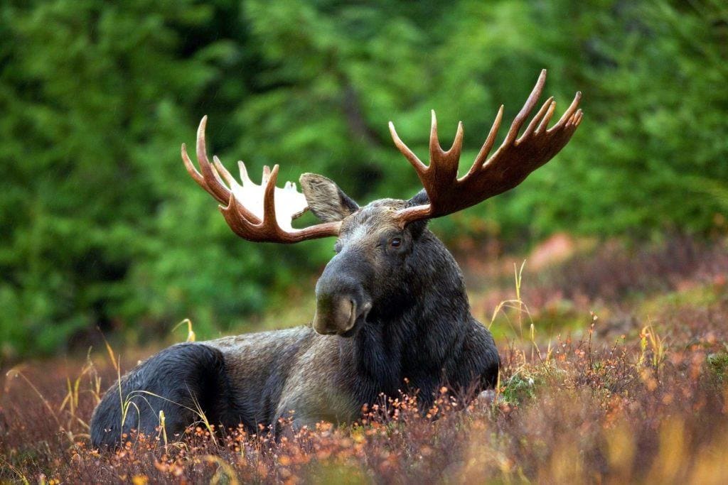 Wildlife Safety Tips & How to Prevent Dangerous Encounters – Bearfoot ...