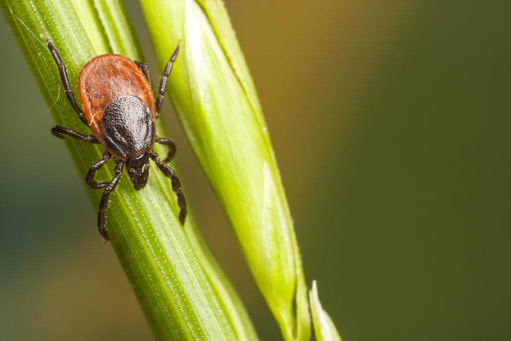 How to Avoid Ticks While Hiking – Bearfoot Theory
