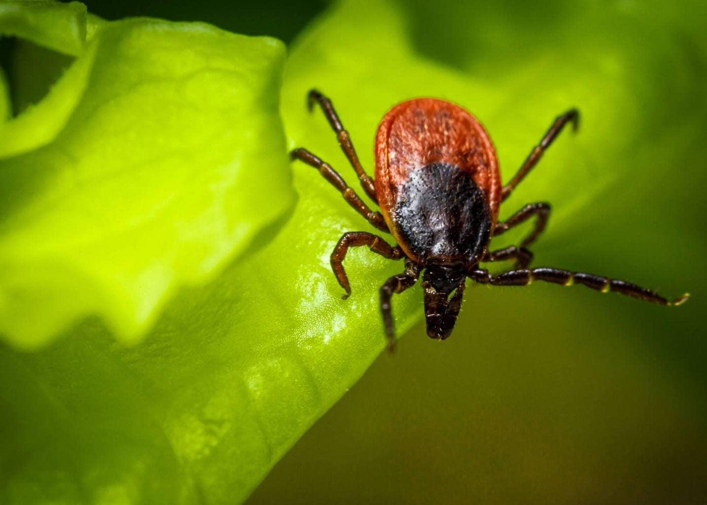How to Avoid Ticks While Hiking – Bearfoot Theory