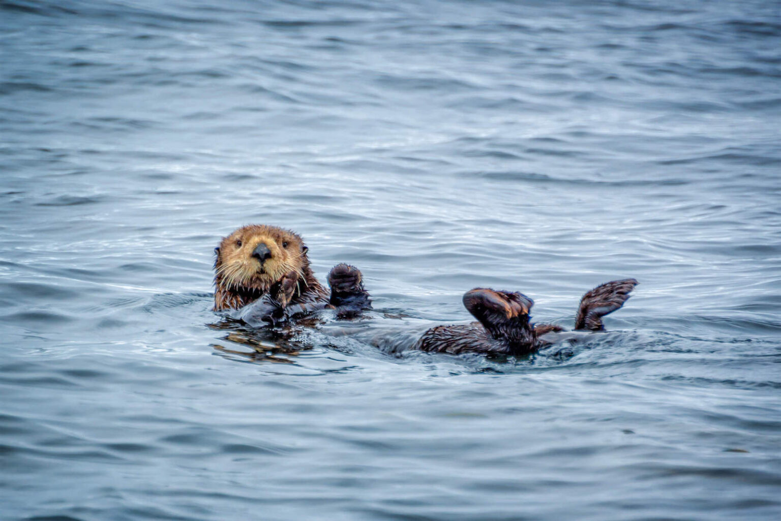 Kayaking with Sea Otters in Monterey Bay – Bearfoot Theory