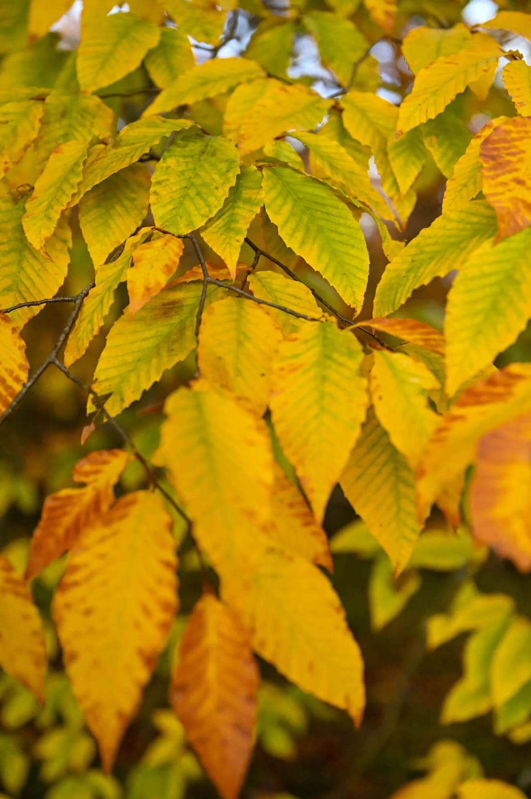 Smoky Mountains Fall Travel Guide – Bearfoot Theory