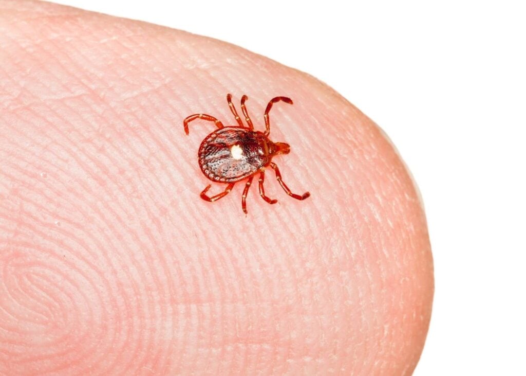How to Avoid Ticks While Hiking – Bearfoot Theory