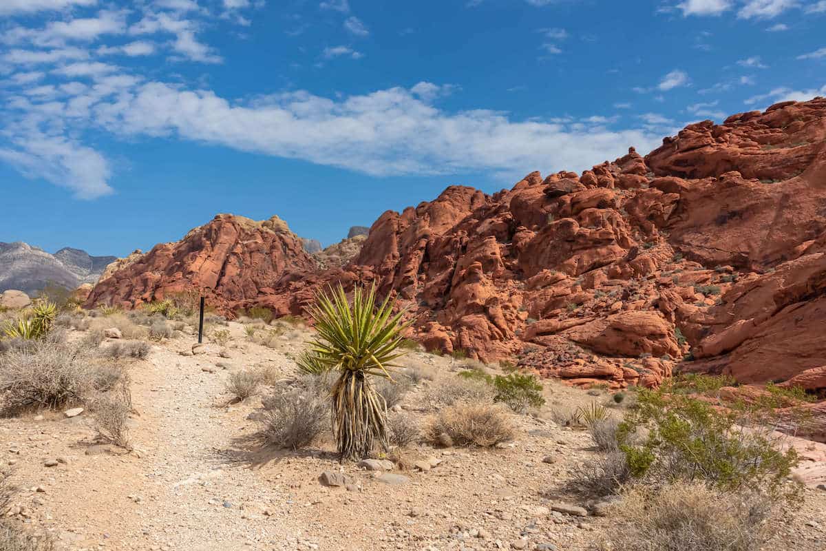 6 Best Las Vegas Hikes within 1 Hour of the Strip – Bearfoot Theory